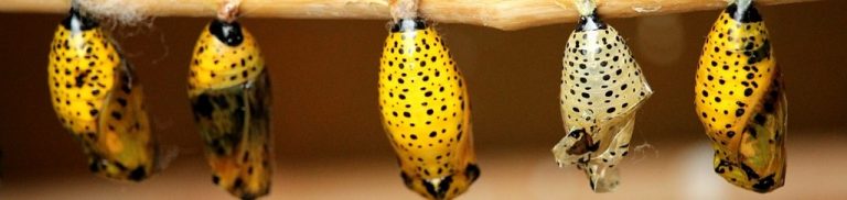 Network Lifecycle - Network Direction